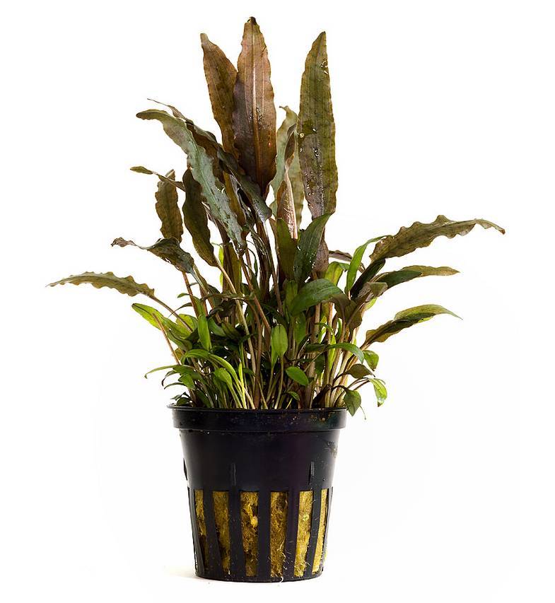 Cryptocoryne walkerii - Aqua Natura