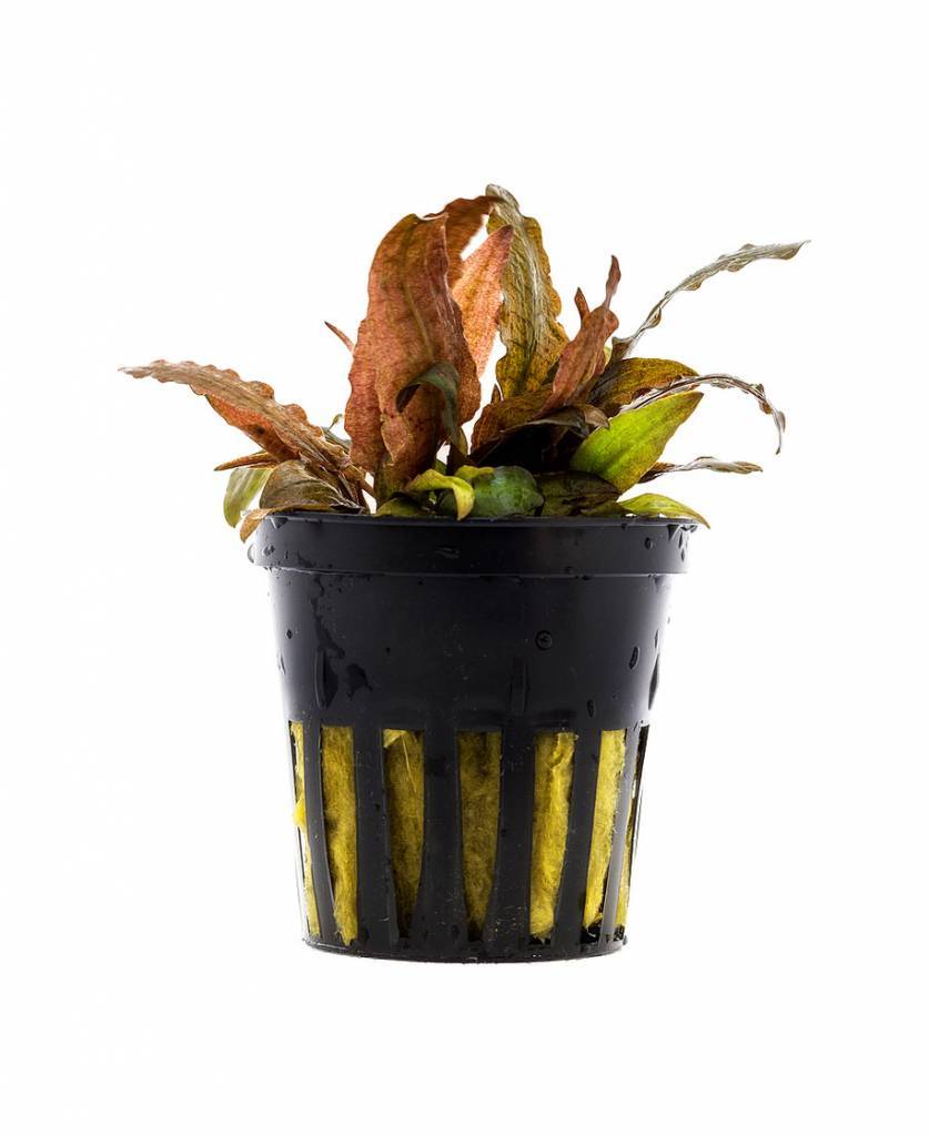 Cryptocoryne Petchii "Pink" - Aqua Natura