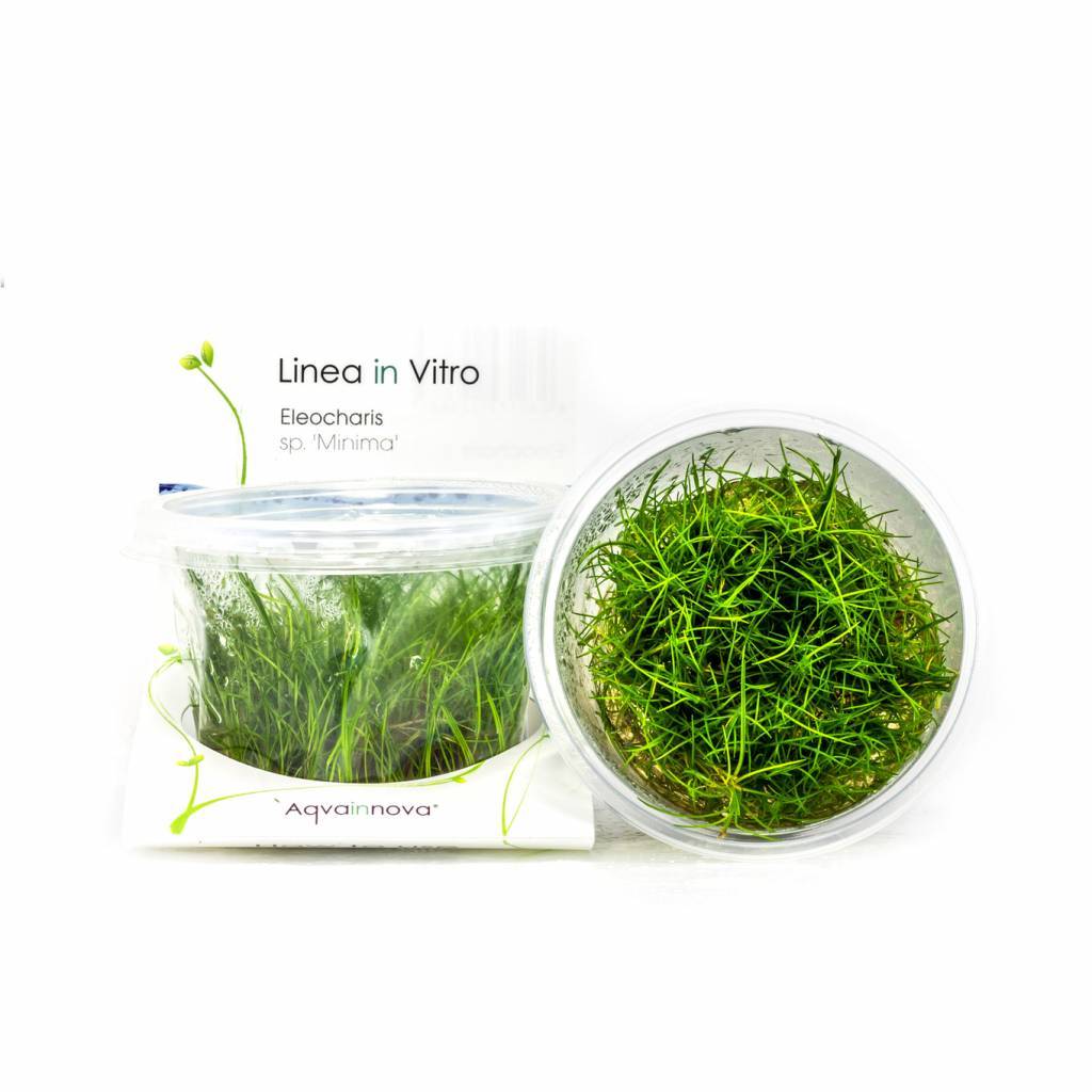 Eleocharis sp 'Minima' - Aqua Natura