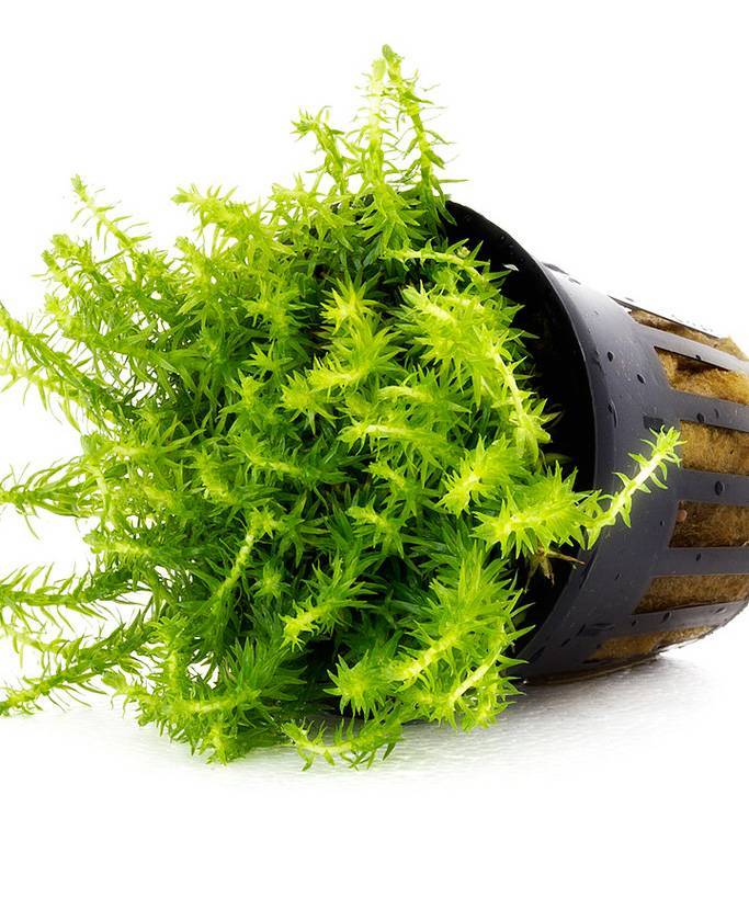 Mayaca Fluviatilis - Aqua Natura