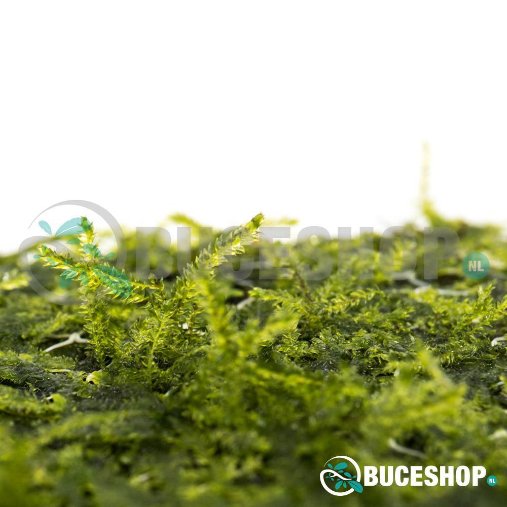 Taxiphyllum sp 'Spiky' - Spiky Mos - Aqua Natura