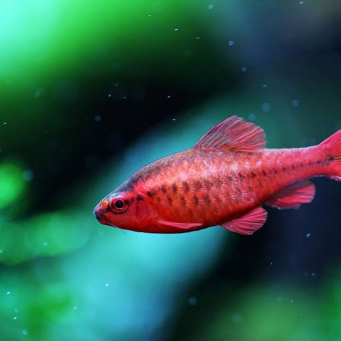 Cherry Barbeel - Barbus Titteya* - Aqua Natura
