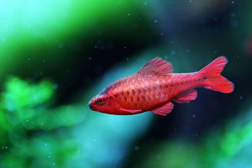 Cherry Barbeel - Barbus Titteya - Aqua Natura