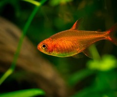 Tetra Soorten - Aqua Natura