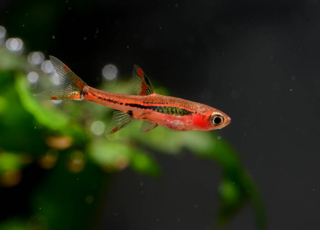 Rasbora Brigittae - Boraras Brigittae - Aqua Natura