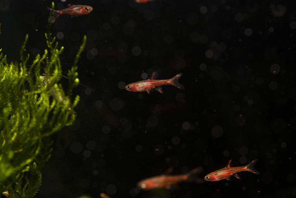 Rasbora Brigittae - Boraras Brigittae - Aqua Natura