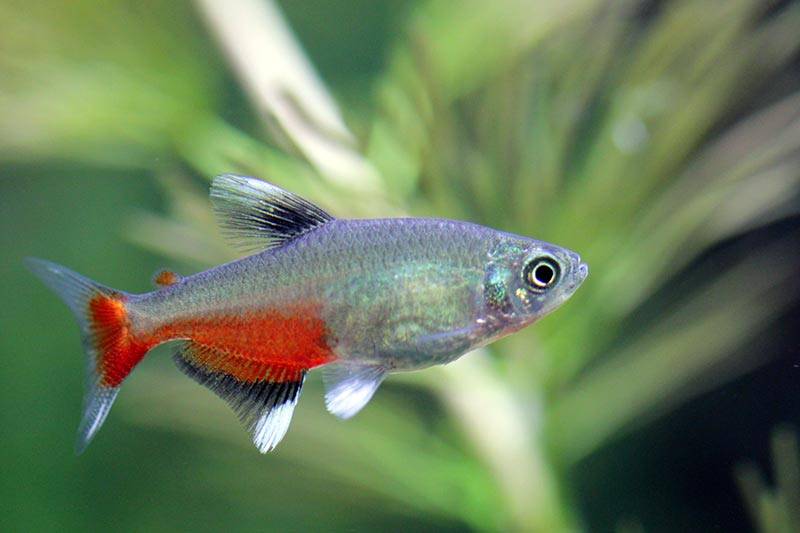 Robijnzalm - Aphyocharax Rathbuni - Aqua Natura