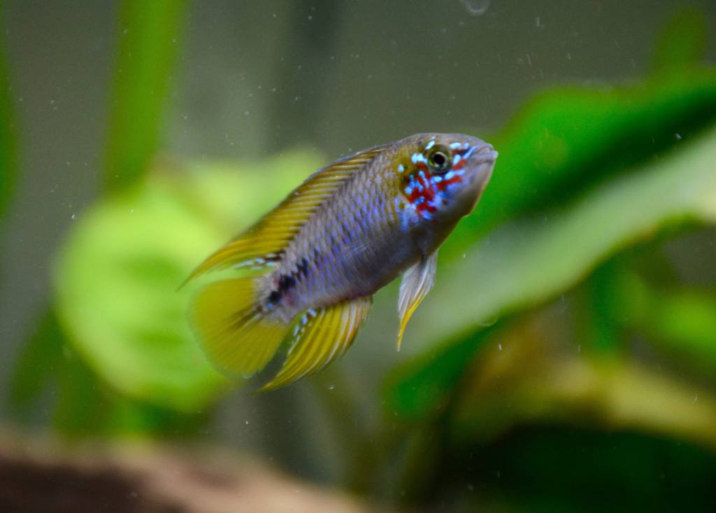 Apistogramma Sp. Opal - Aqua Natura