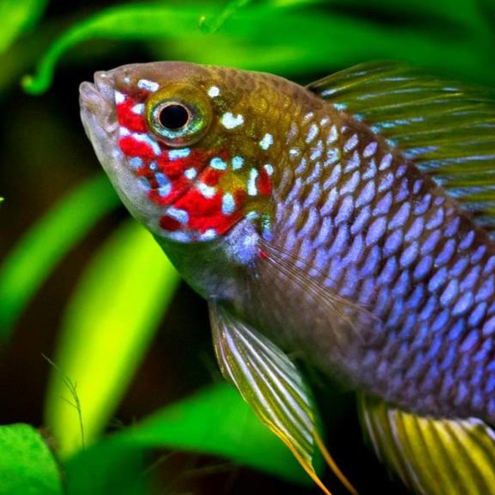 Apistogramma Borelli* - Aqua Natura