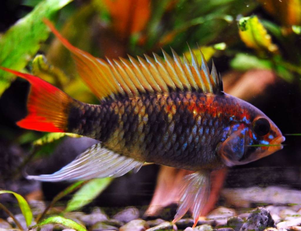 Apistogramma Macmasteri - Aqua Natura