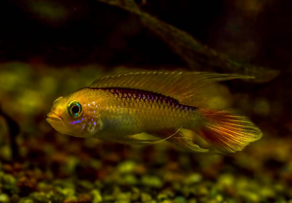 Apistogramma Agassizi Fire Red - Aqua Natura