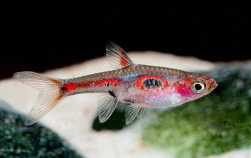 Rasbora Merah - Boraras Merah - Aqua Natura