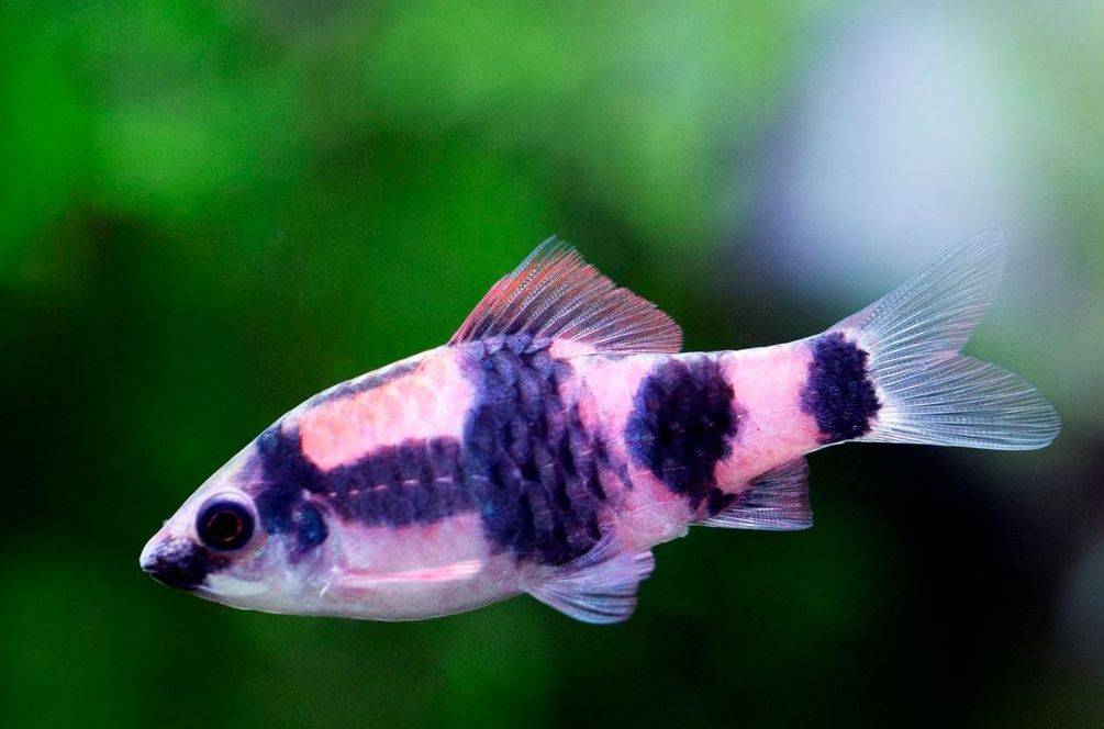 Panda Barbeel - Barbus Fasciatus - Aqua Natura