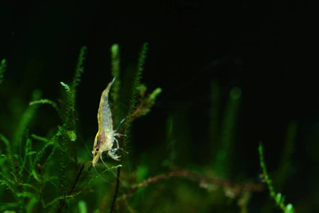 Neocaridina sp. Yellow - Yellow Cherry Shrimp - Aqua Natura