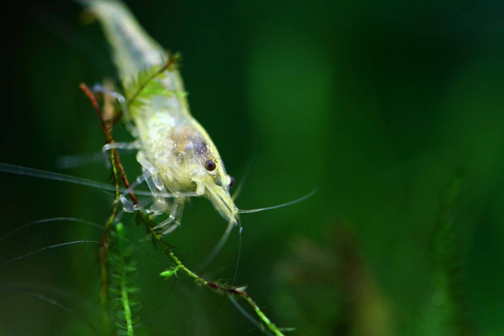 Neocaridina sp. Yellow - Yellow Cherry Shrimp - Aqua Natura