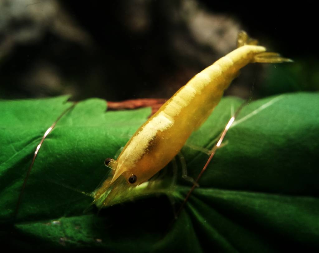 Neocaridina sp. Yellow - Yellow Cherry Shrimp - Aqua Natura