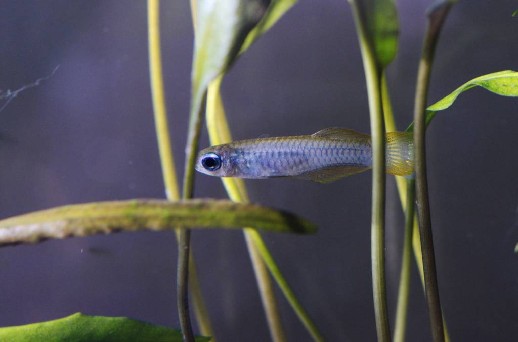 Afrikaans Blauwoogje - Aplocheilichthys Normani - Aqua Natura