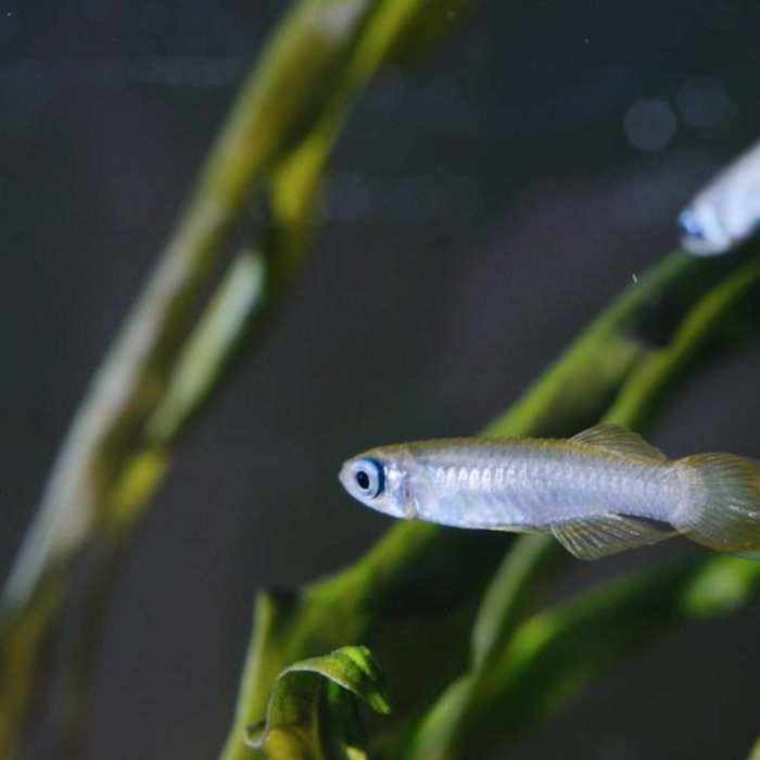 Afrikaans Blauwoogje - Aplocheilichthys Normani - Aqua Natura