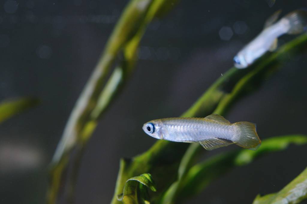 Afrikaans Blauwoogje - Aplocheilichthys Normani - Aqua Natura