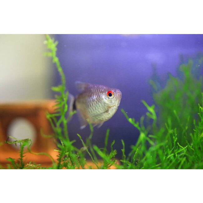 Roodoog Moekhausia - Moenkhausia Sanctaefilomenae - Aqua Natura