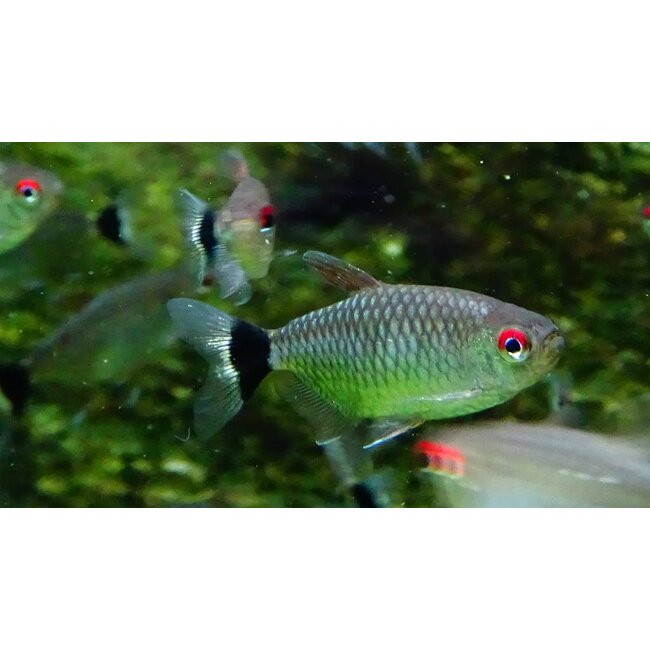 Roodoog Moekhausia - Moenkhausia Sanctaefilomenae - Aqua Natura