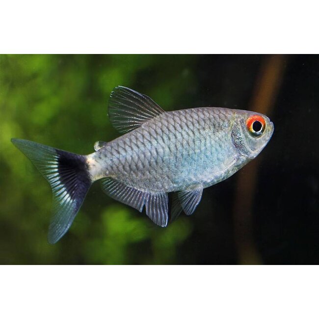 Roodoog Moekhausia - Moenkhausia Sanctaefilomenae - Aqua Natura