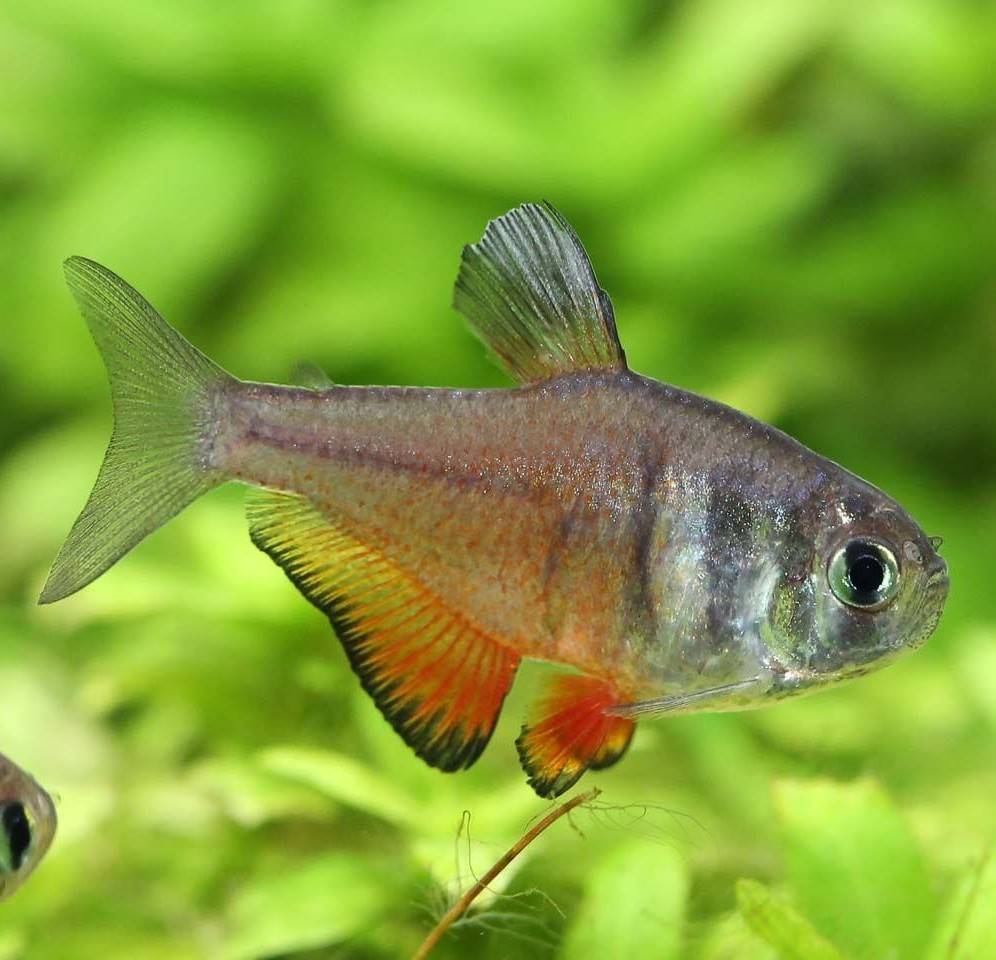 Rode Rio - Hyphessobrycon Flammeus - Aqua Natura