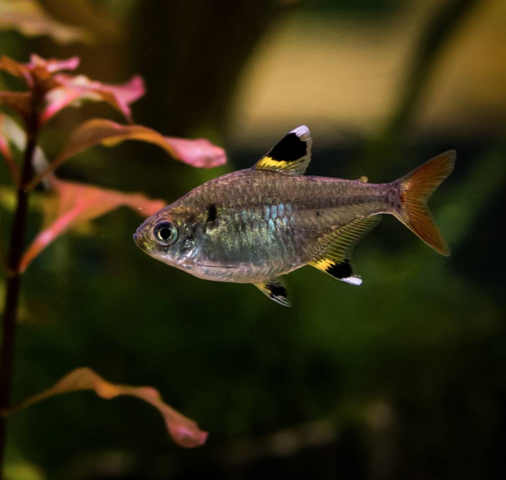 Pristella Riddlei - Aqua Natura