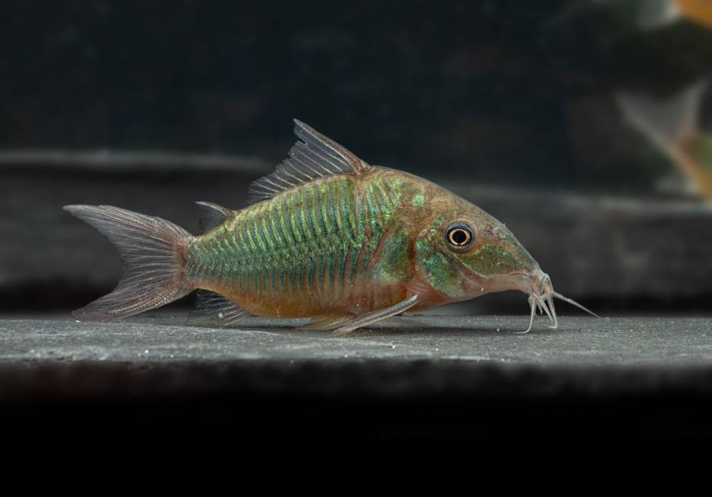 Brochis Splendens - Aqua Natura