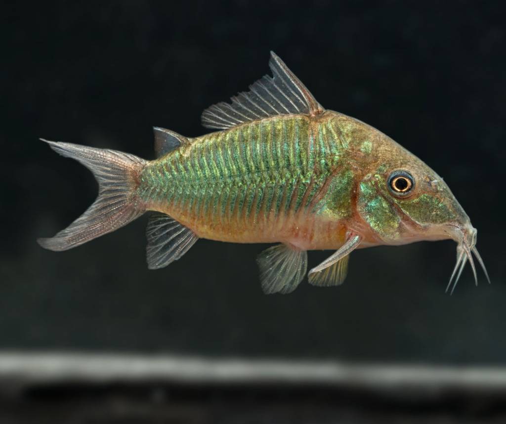 Brochis Splendens - Aqua Natura