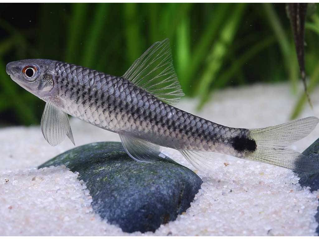 Crossocheilus Reticulatus - Aqua Natura