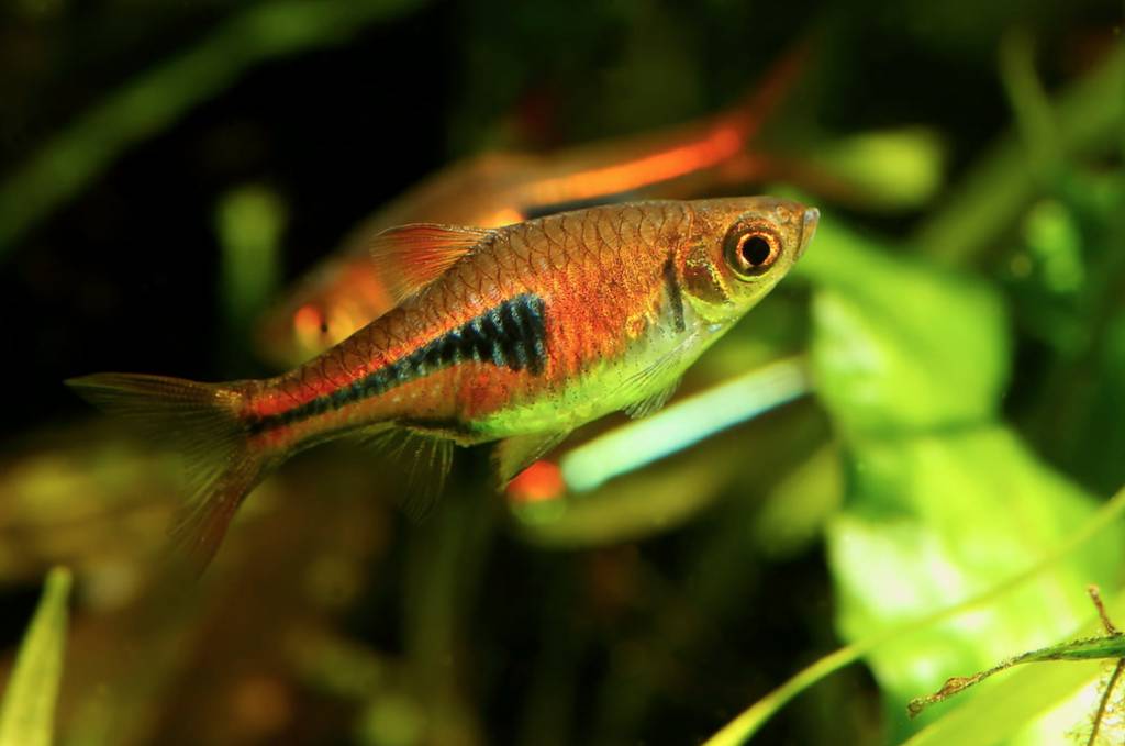 Rasbora Espei - Aqua Natura