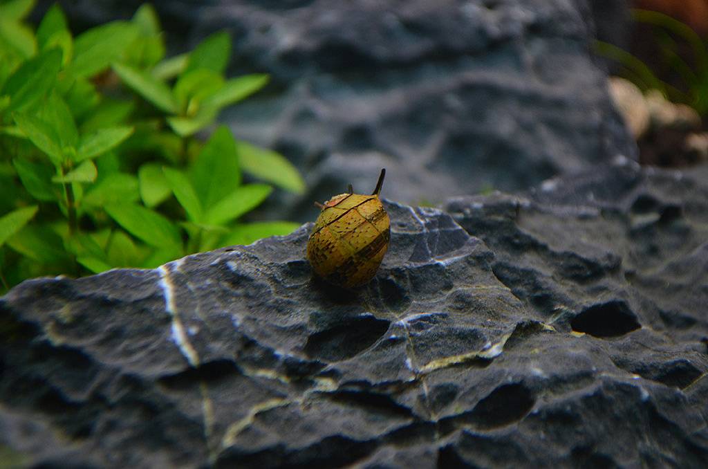 Geweislak - Clithon Sp. - Aqua Natura