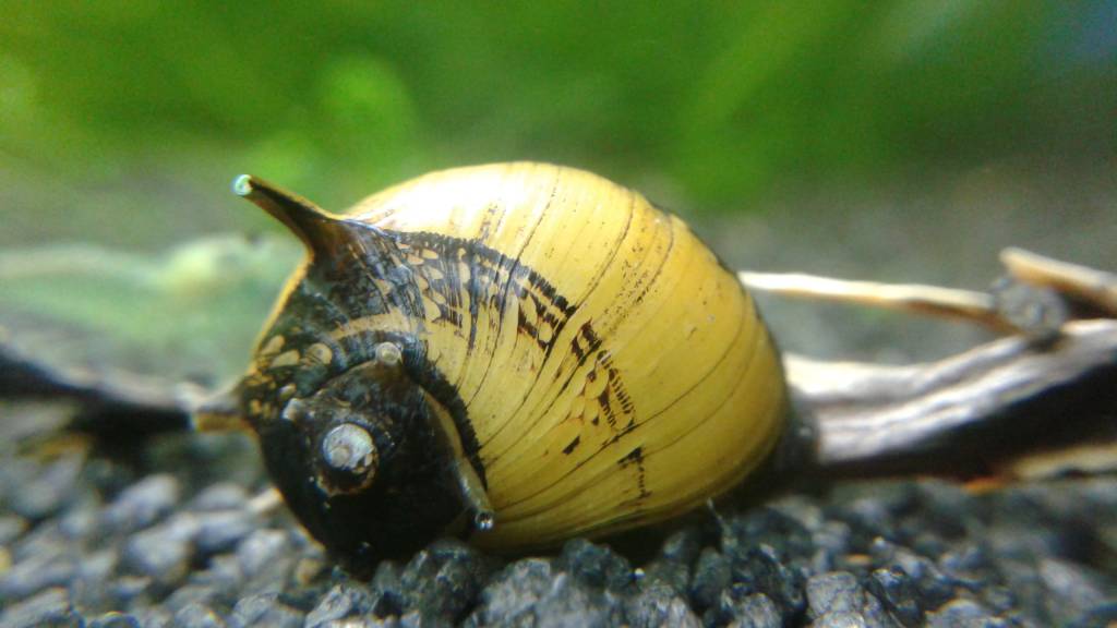 Geweislak - Clithon Sp. - Aqua Natura