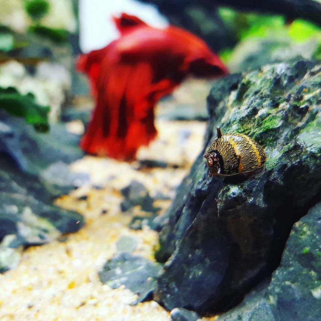 Geweislak - Clithon Sp. - Aqua Natura