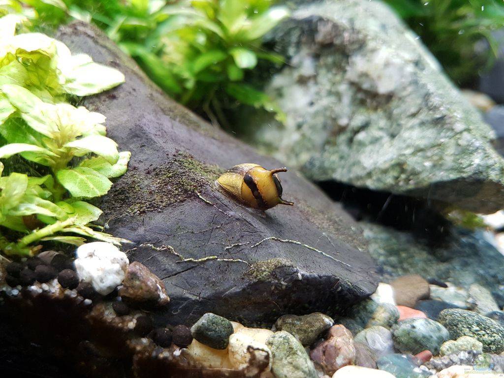 Geweislak - Clithon Sp. - Aqua Natura