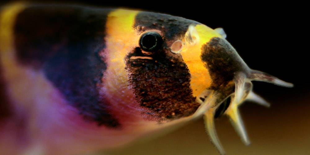 Tijger Kuhlii - Pangio Kuhlii - Aqua Natura