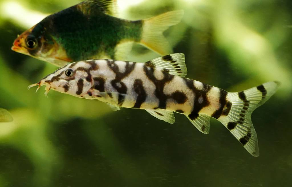 Net Botia - Botia Lohachata - Aqua Natura