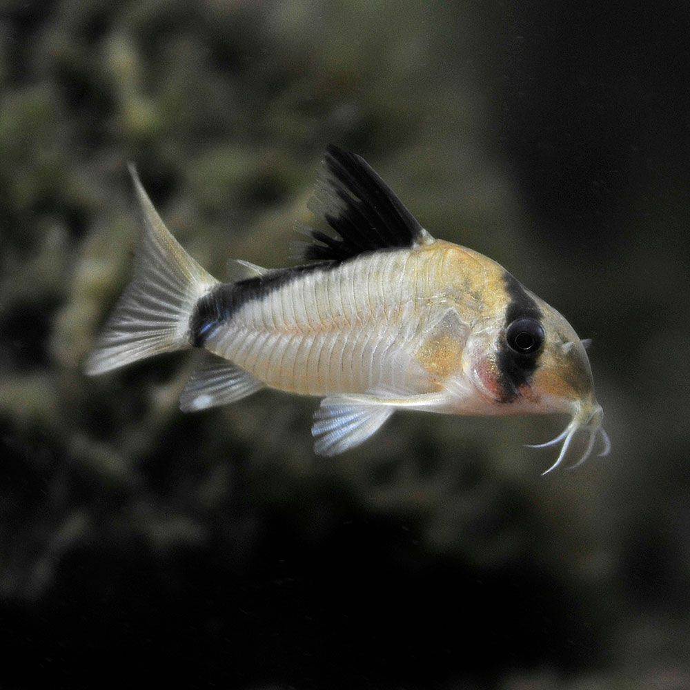 Corydoras Metae - Aqua Natura