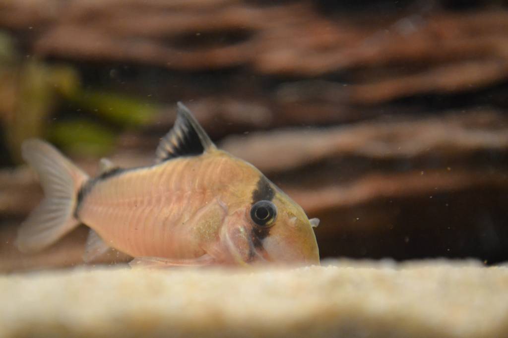 Corydoras Metae - Aqua Natura