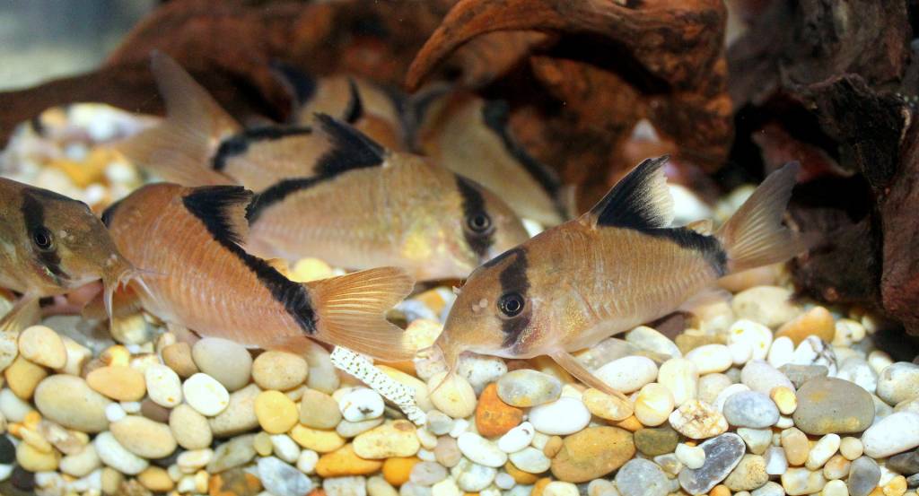 Corydoras Metae - Aqua Natura
