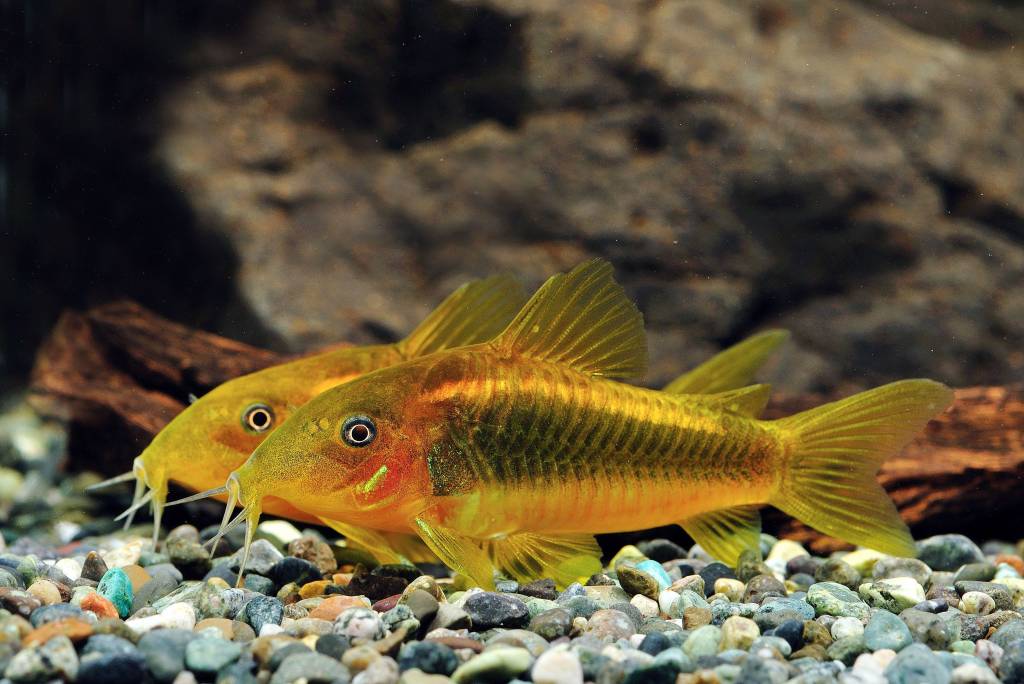 Corydoras Gold Laser - Corydoras Peru - Aqua Natura