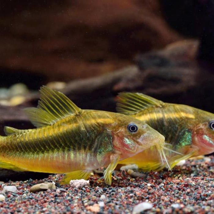 Corydoras Gold Laser - Corydoras Peru* - Aqua Natura