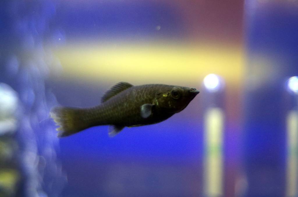 Black Molly - Poecilia Sphenops - Aqua Natura