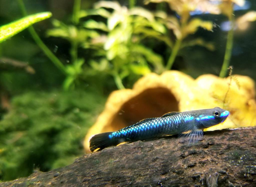 Stiphodon Blue - Stiphodon Atropurpureus - Aqua Natura
