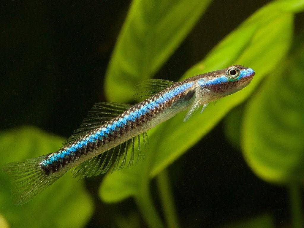 Stiphodon Blue - Stiphodon Atropurpureus - Aqua Natura