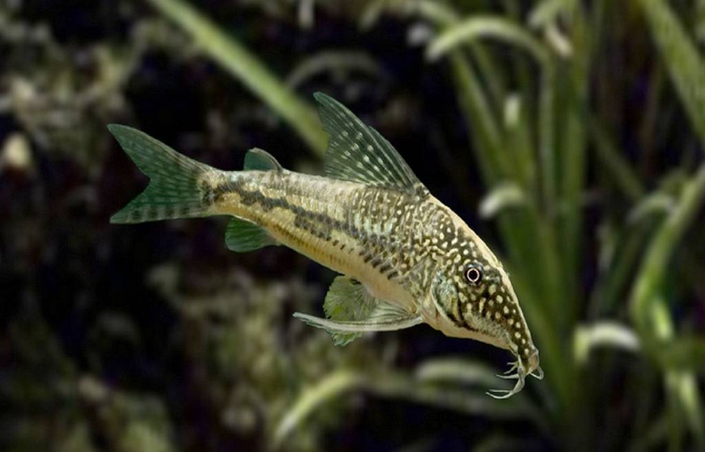Corydoras Barbatus - Aqua Natura