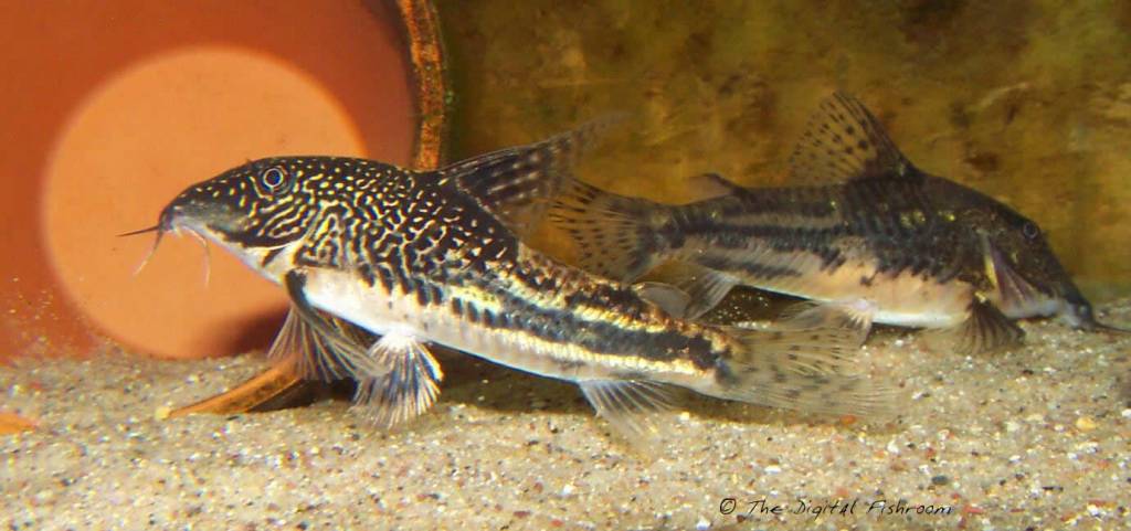 Corydoras Barbatus - Aqua Natura