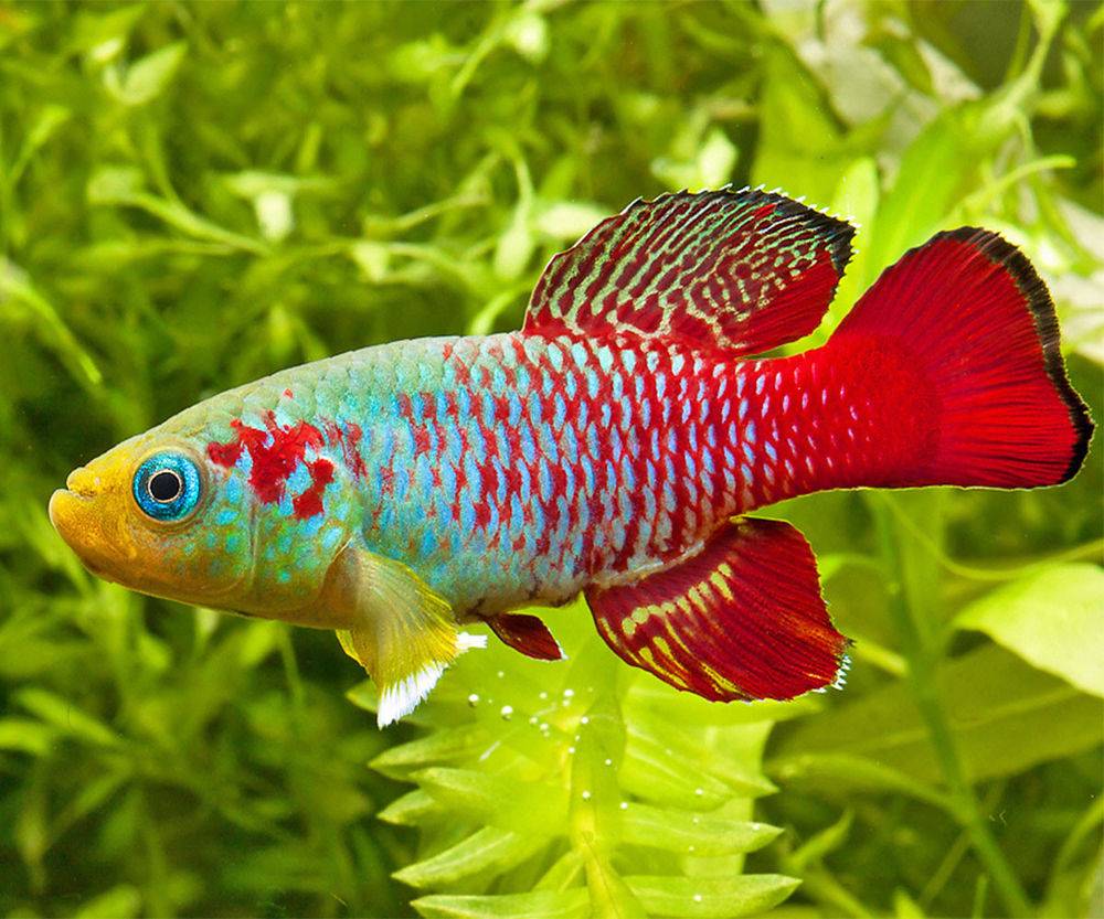 Killi Guentheri Rood - Nothobranchius Guentheri Red - Aqua Natura