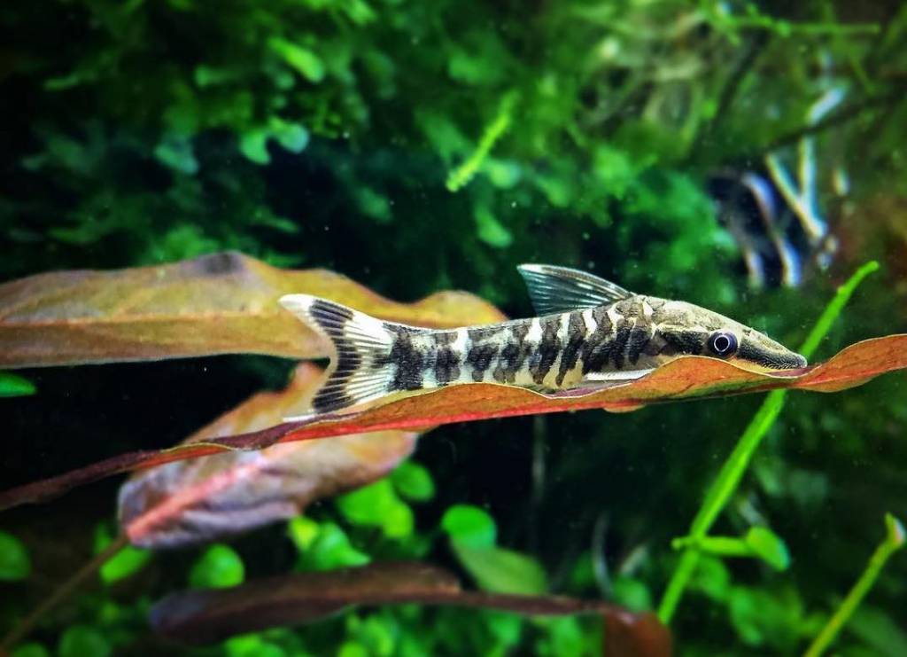 Otocinclus Zebra - Otocinclus Cocama - Aqua Natura